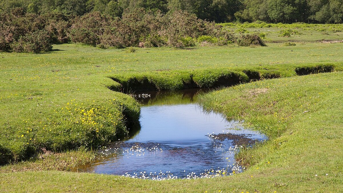 Chalk streams hit by 14,000 hours of sewage discharges last year ...